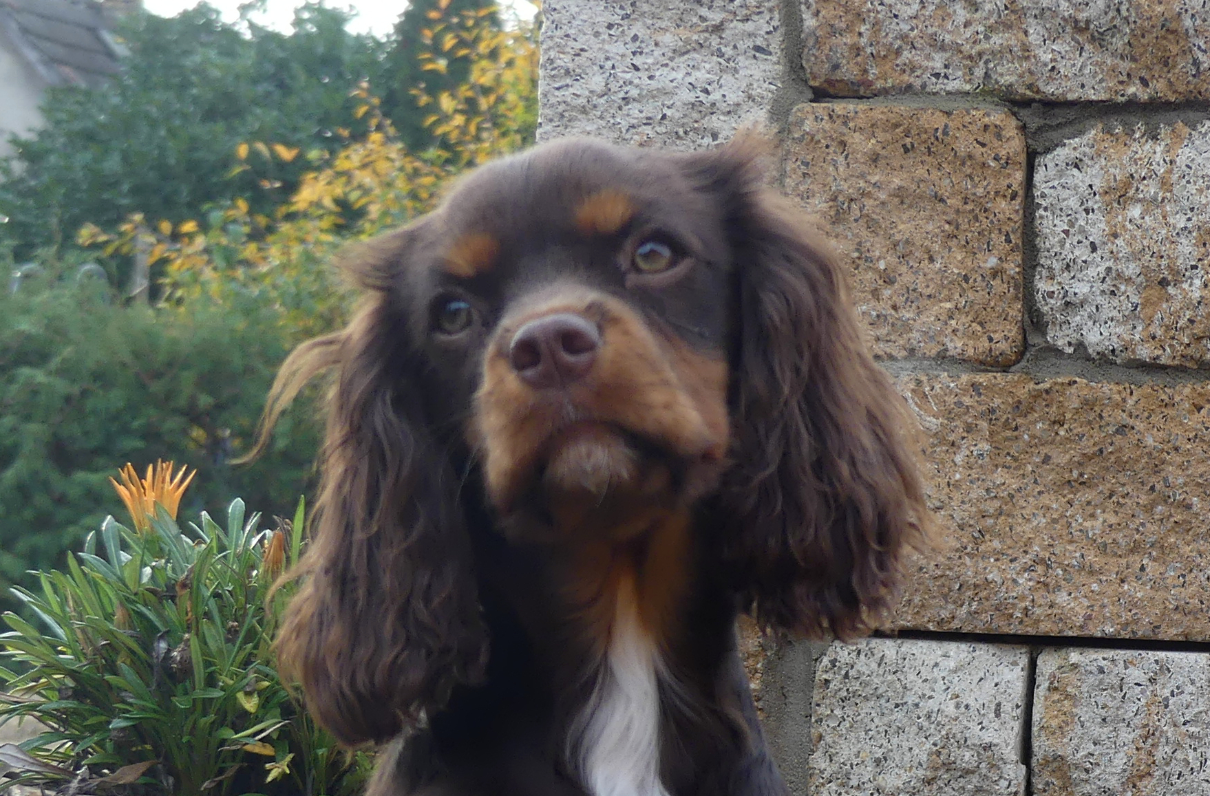 die erste Chocolate Cavalierzucht Deutschlands